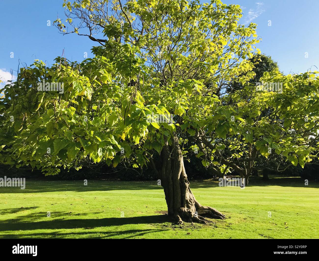 Tree in parkland Stock Photo - Alamy