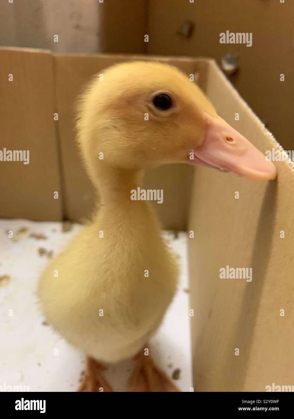 Farm duckling hi-res stock photography and images - Alamy
