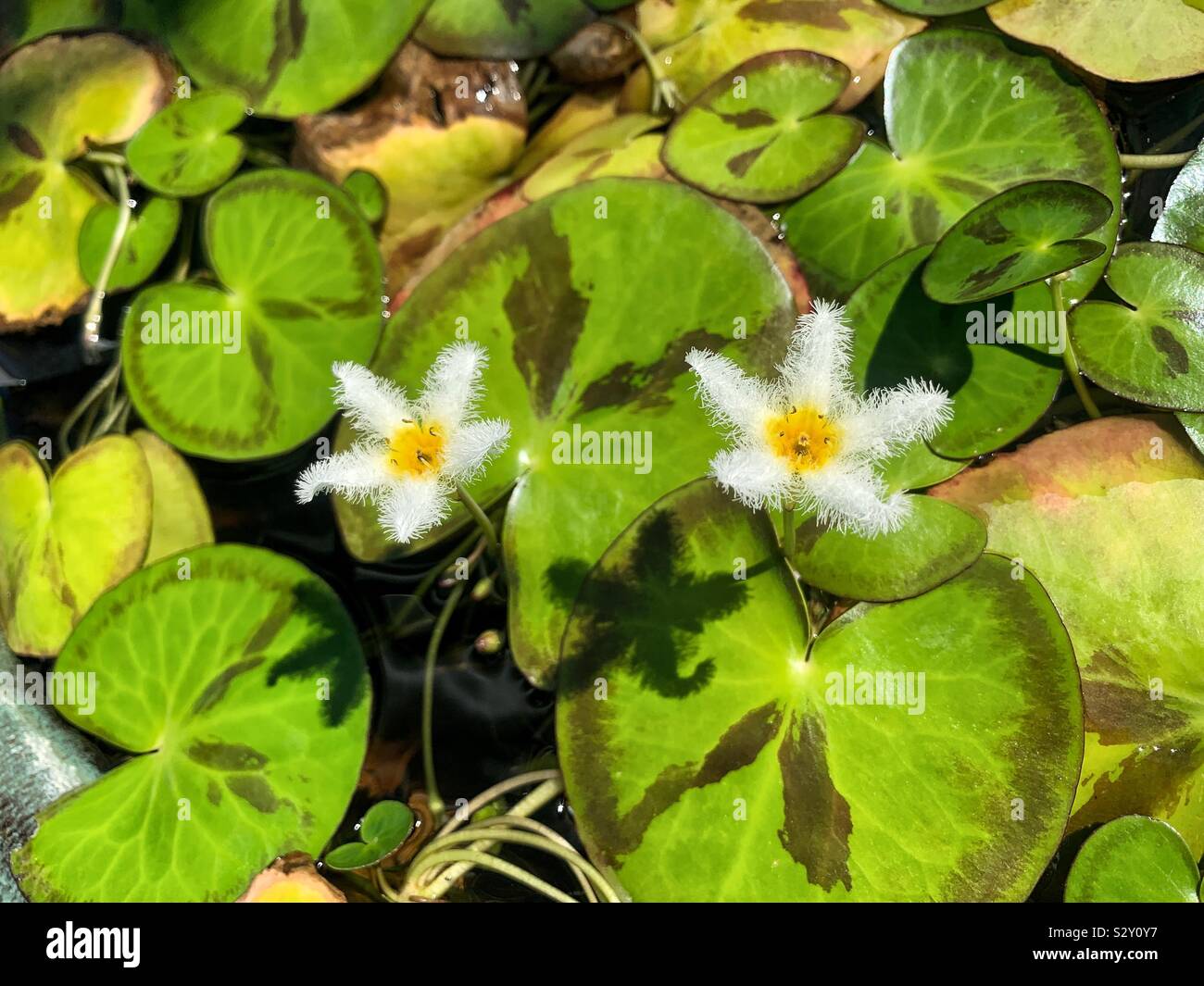 Beautiful and unusual white lily pad flower Stock Photo - Alamy