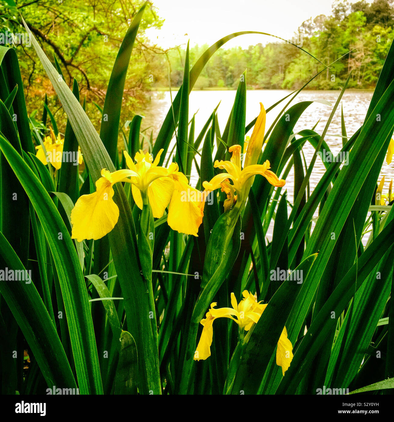 Bunch of iris hi-res stock photography and images - Alamy