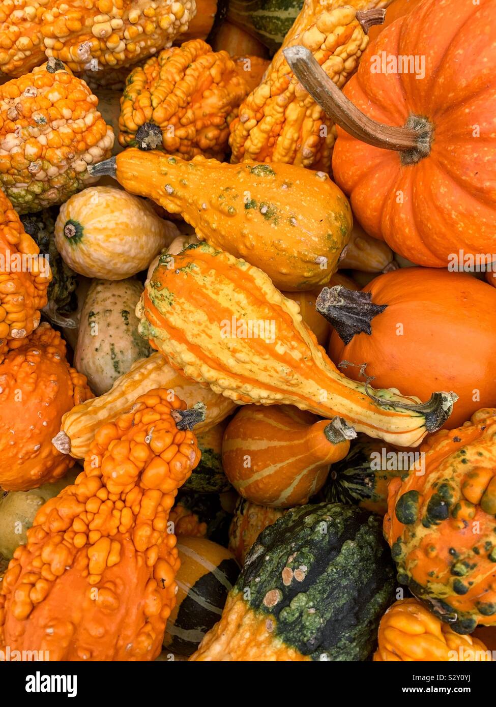 Fall variety of orange gourds Stock Photo - Alamy