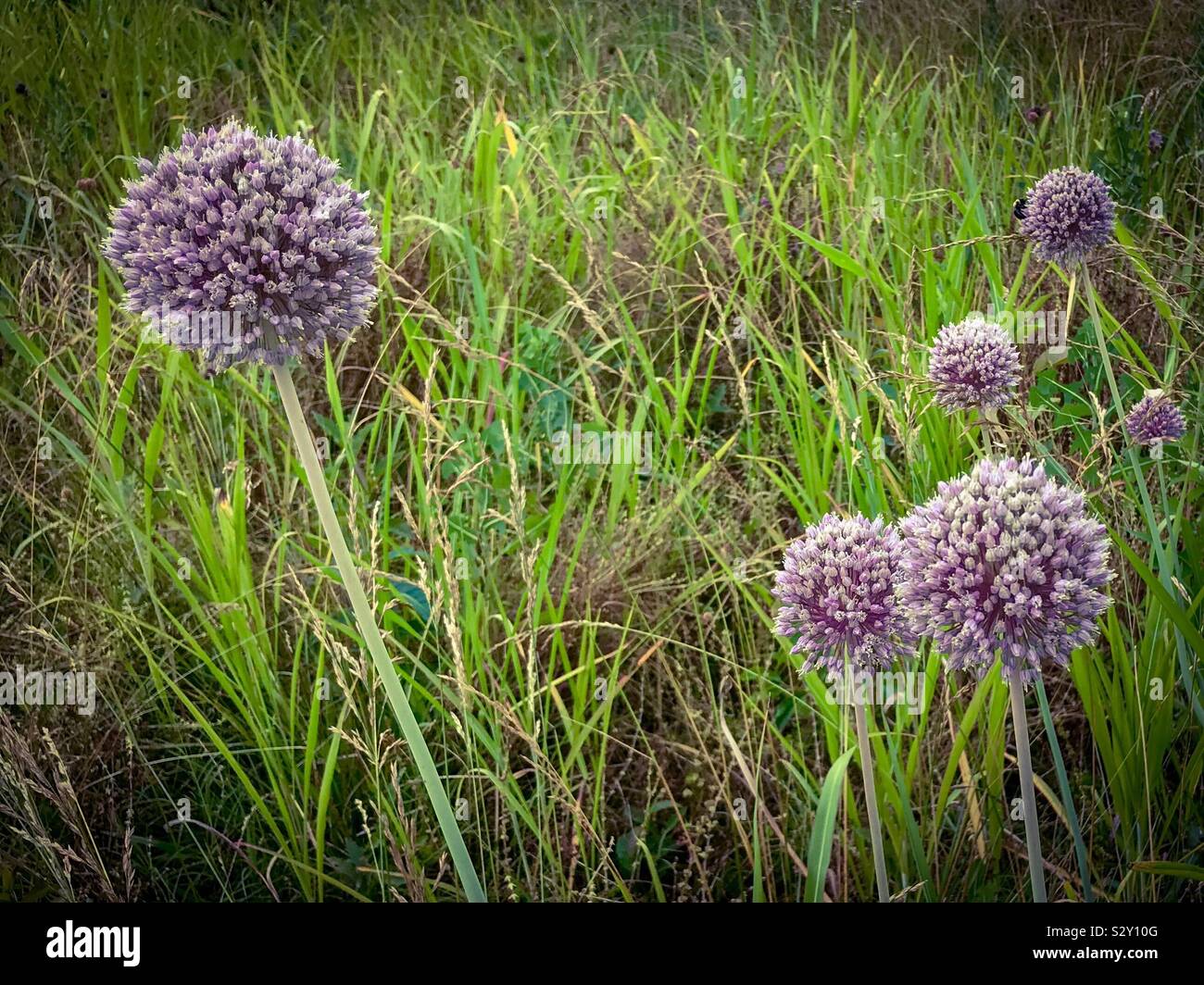 Purple Alium sativum blooms in summer field Stock Photo - Alamy