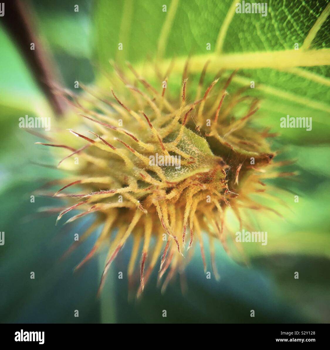 Beech nut hi-res stock photography and images - Alamy