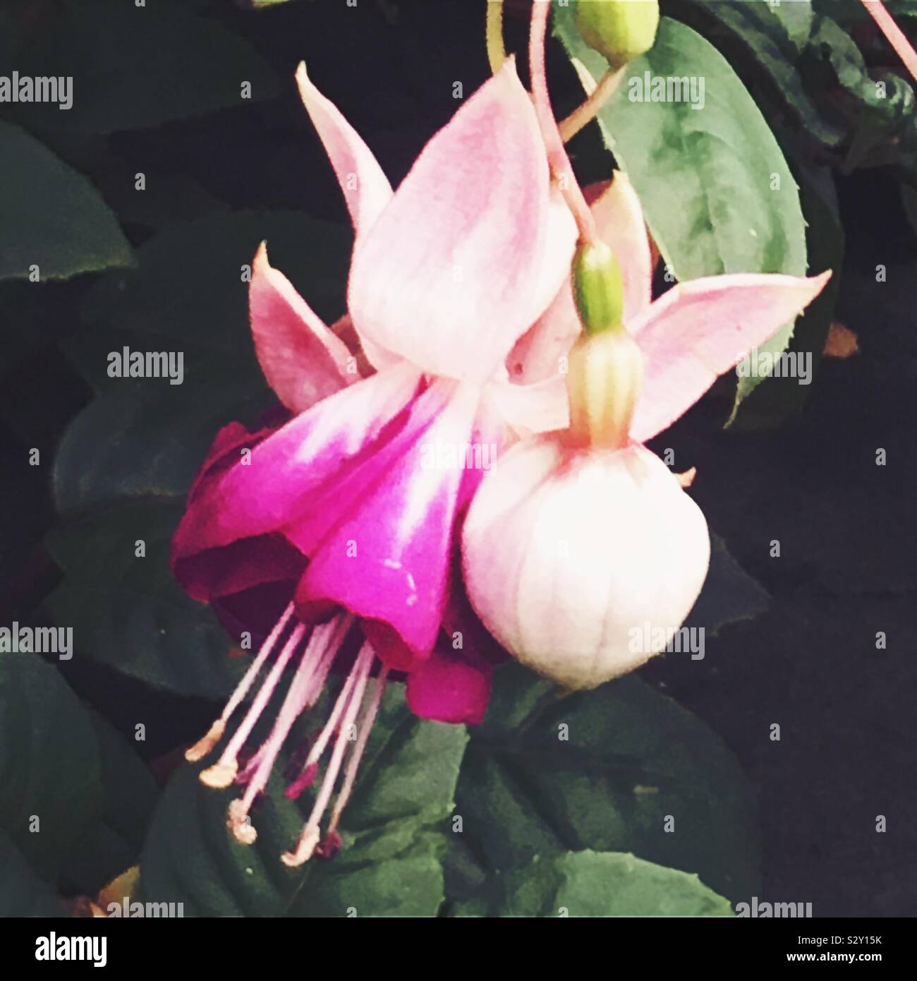 Light pink sepals hi-res stock photography and images - Alamy