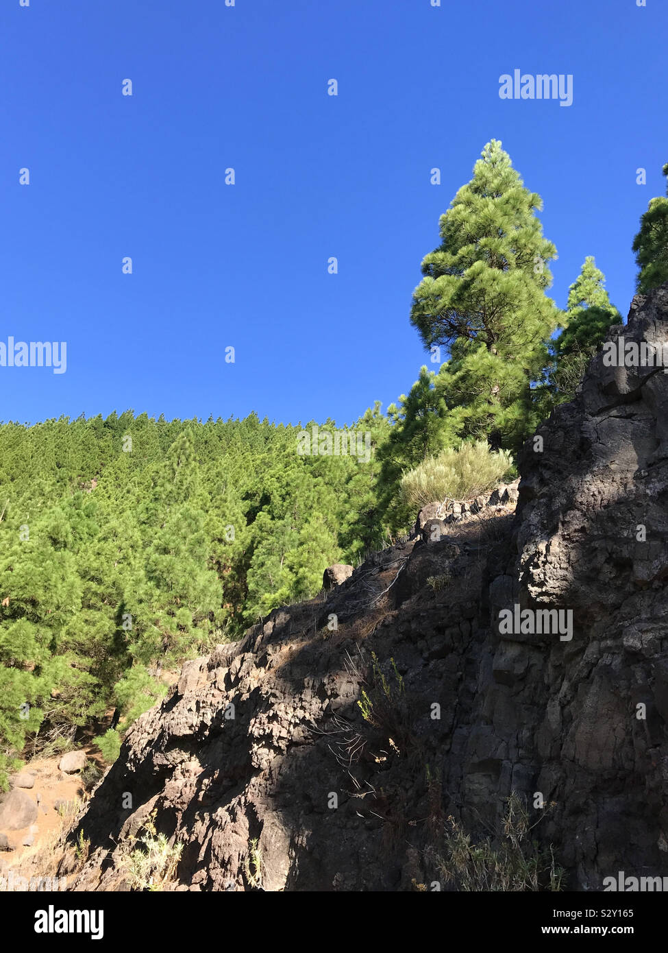 Canarian pine trees pinus canariensis smartphone stock photos and ...