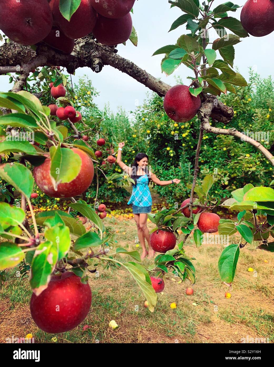 Apple and serpent all at once Stock Photo - Alamy