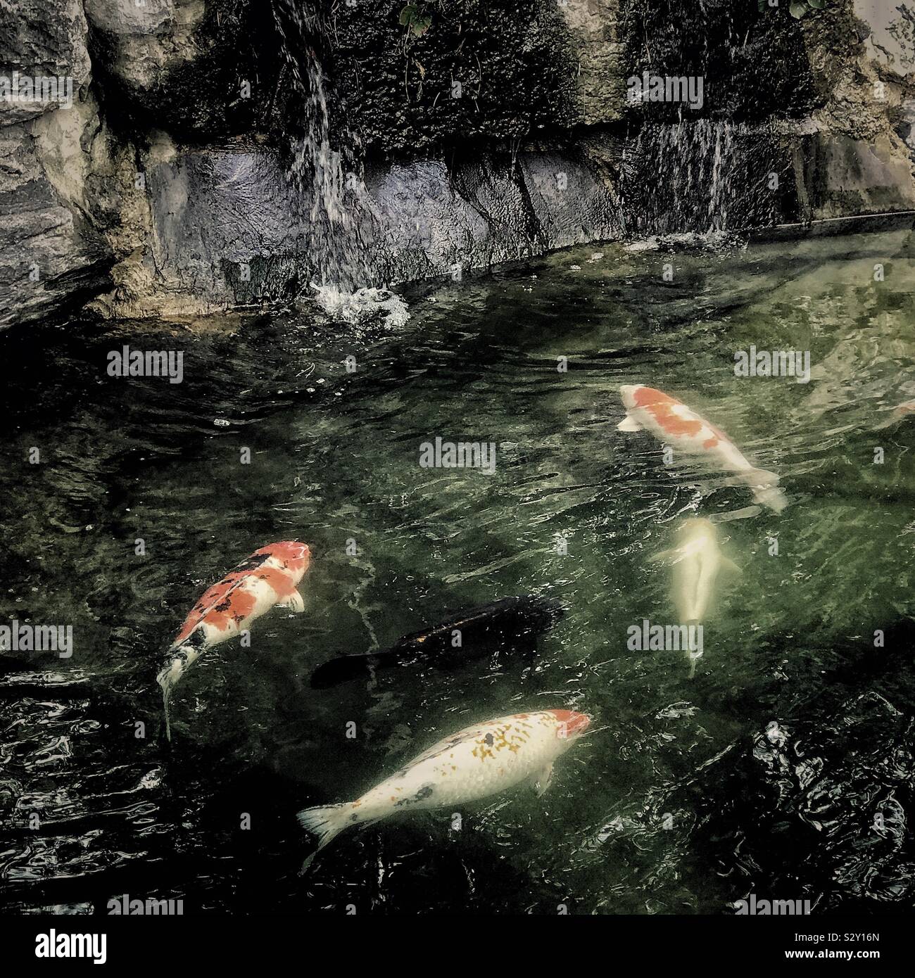 Four Japanese koi carp fish swimming in a pond Stock Photo - Alamy