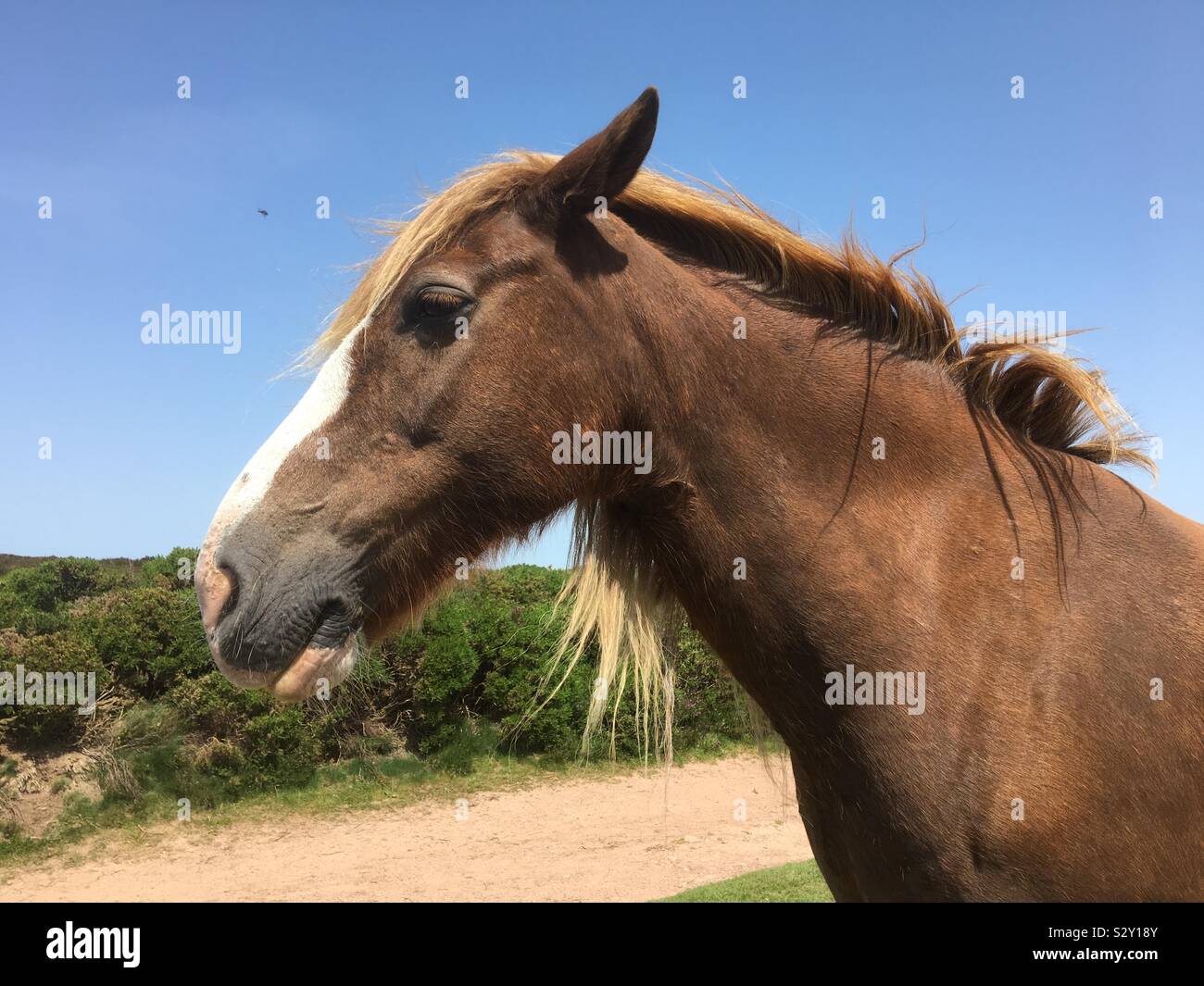 Quantocks somerset hi-res stock photography and images - Alamy