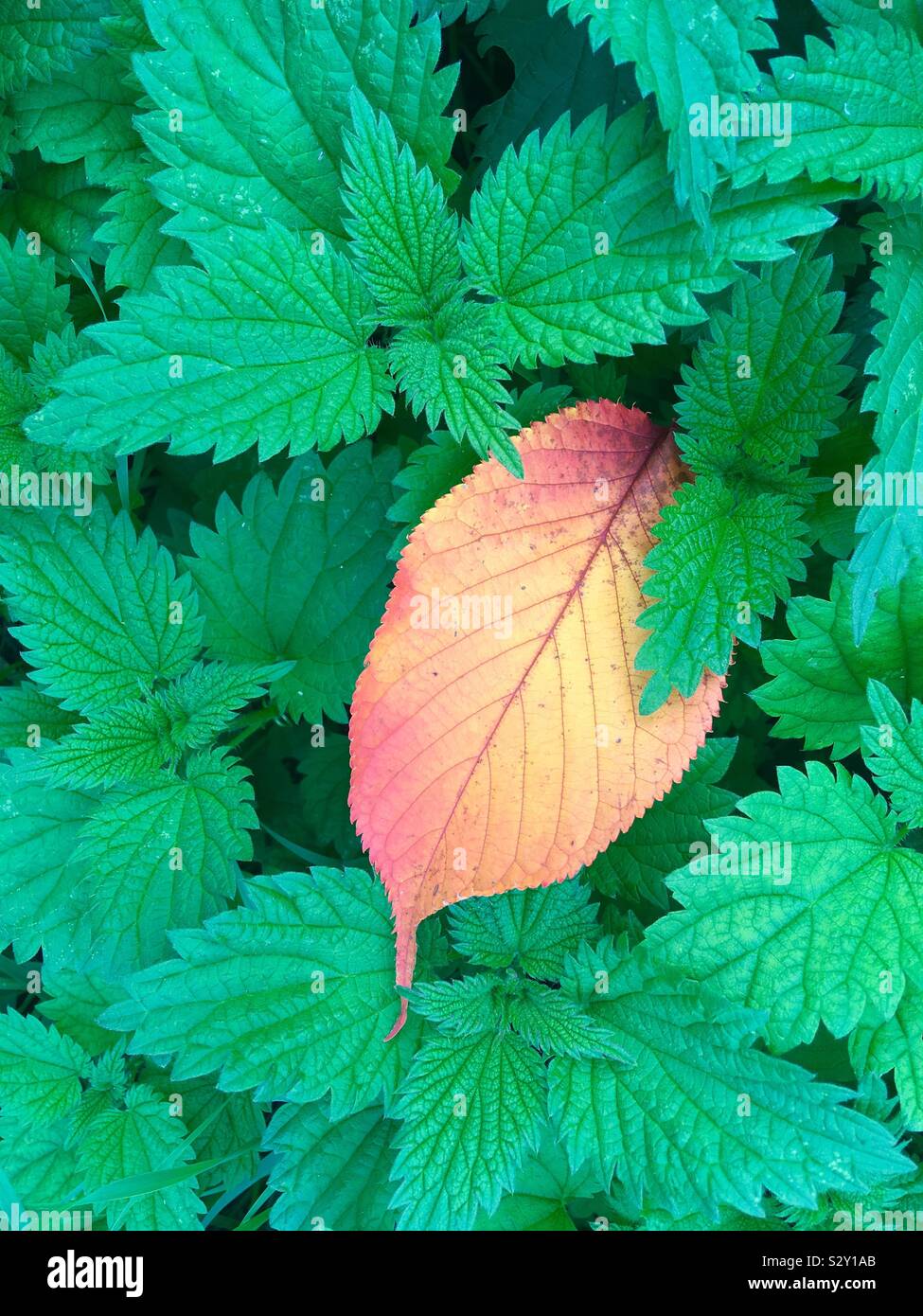 Cherry leaf hi-res stock photography and images - Alamy