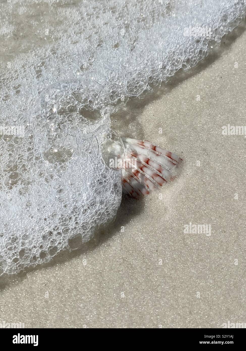 Shell in the sand on the beach with wave flowing over it Stock Photo ...