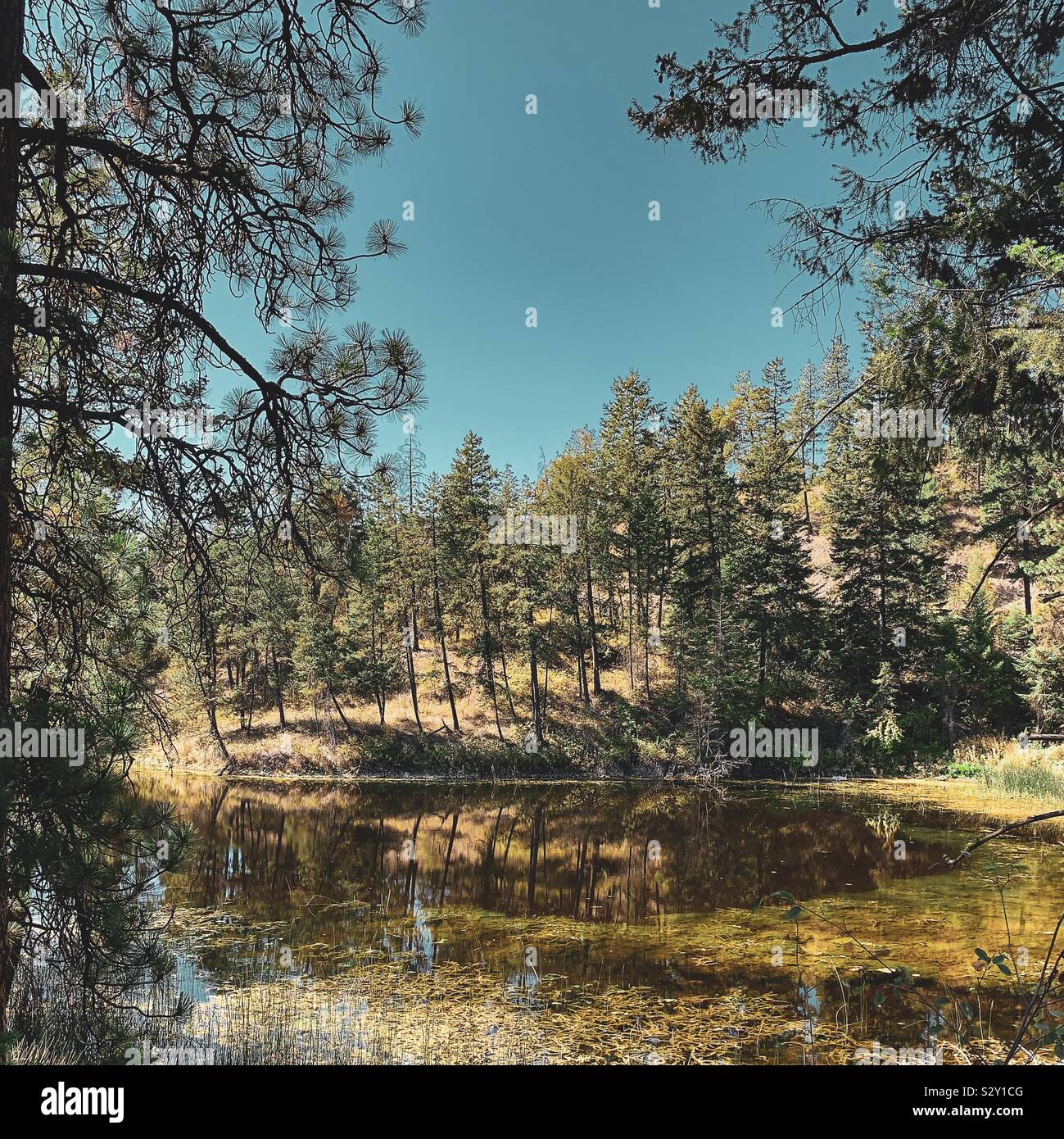 Small lake amongst evergreen trees in a Southern British Columbia ...