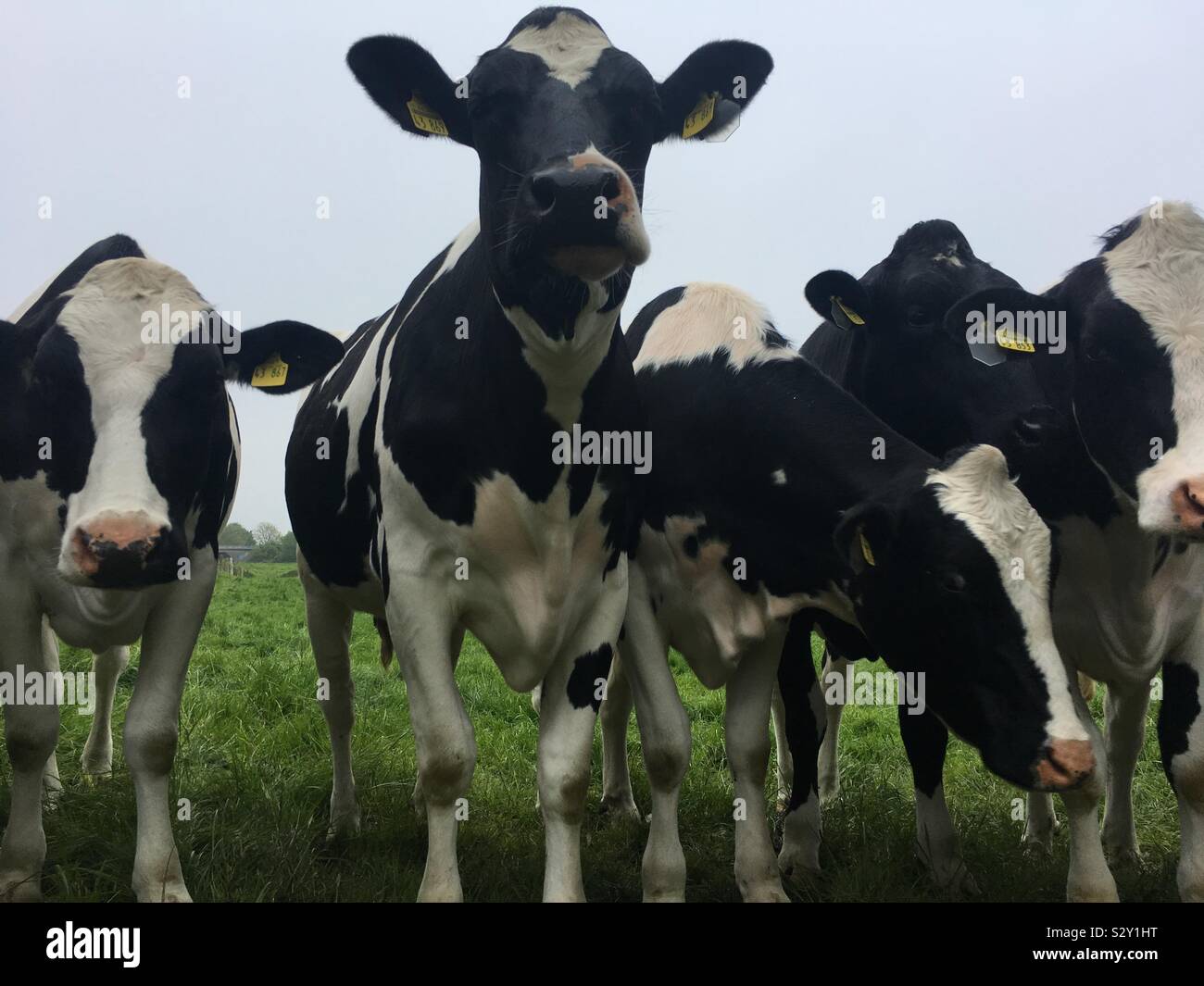 Milk cows germany hi-res stock photography and images - Alamy