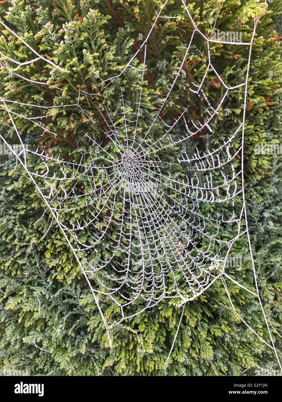 Frost on spider web hi-res stock photography and images - Alamy