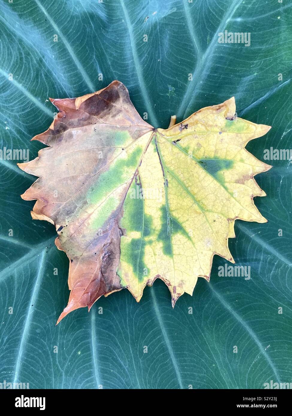 Toro leaf hi-res stock photography and images - Alamy