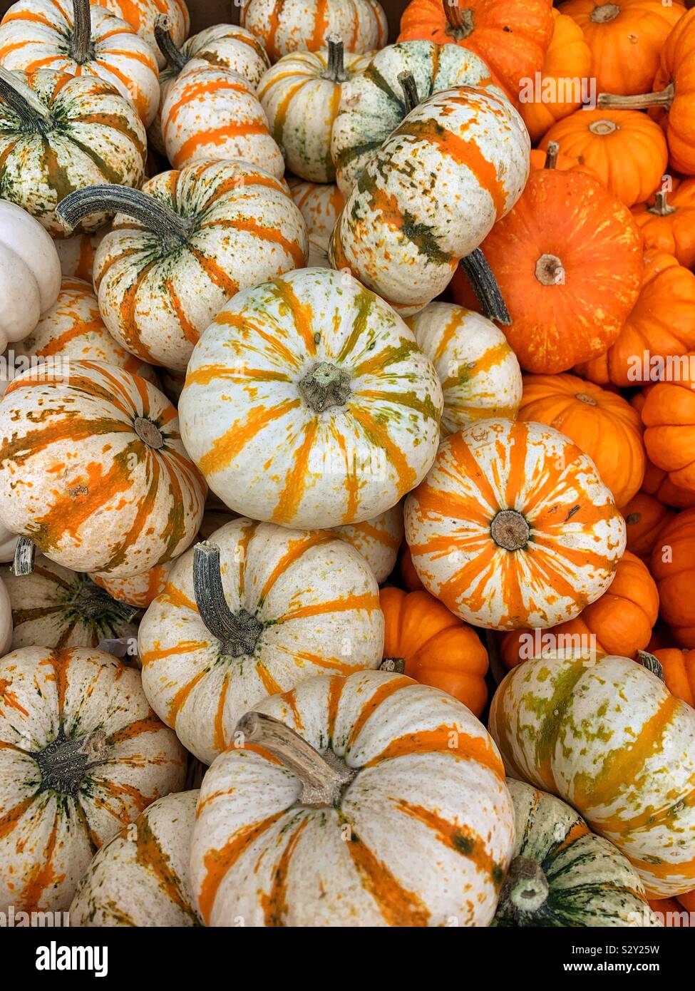 Beautiful orange and white striped pumpkins Stock Photo - Alamy