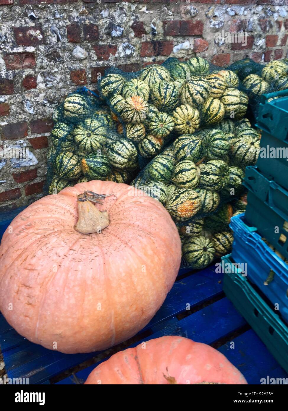 Big Pumpkins With Net Of Pumpkins Stock Photo - Alamy