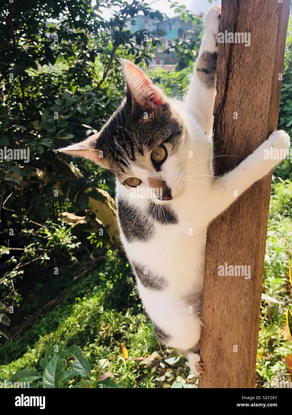 Pole cat hi-res stock photography and images - Alamy