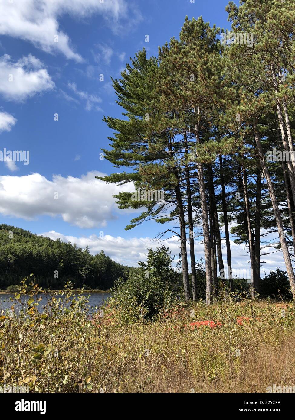 Tall pine trees leaning beside the water Stock Photo - Alamy