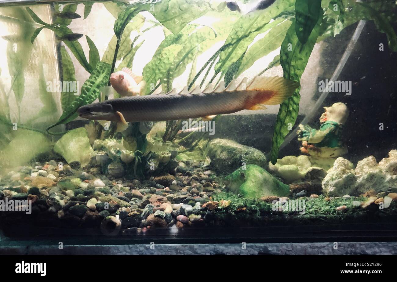 Dragon Tank High Resolution Stock Photography and Images - Alamy