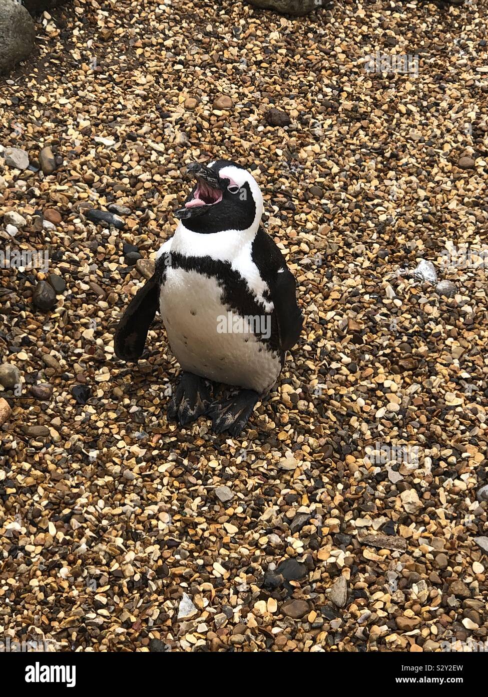 Squarking hi-res stock photography and images - Alamy