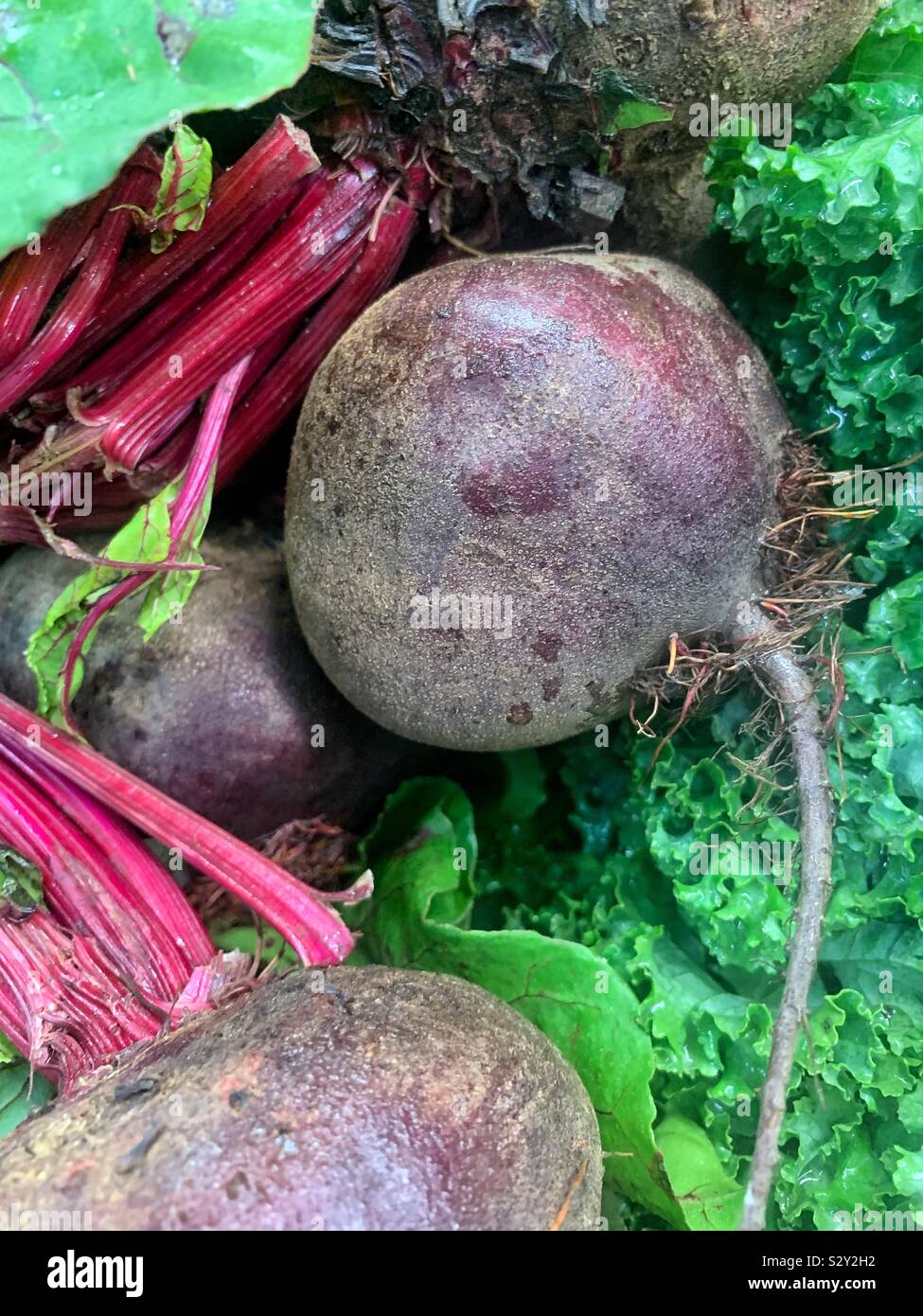 Purple beets hi-res stock photography and images - Alamy