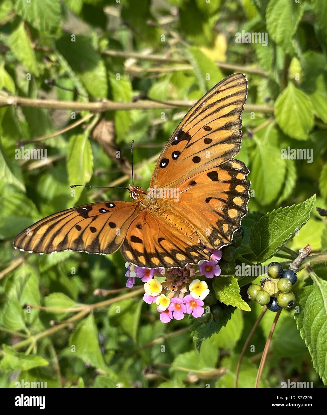 Orange fritillary butterfly hi-res stock photography and images - Alamy