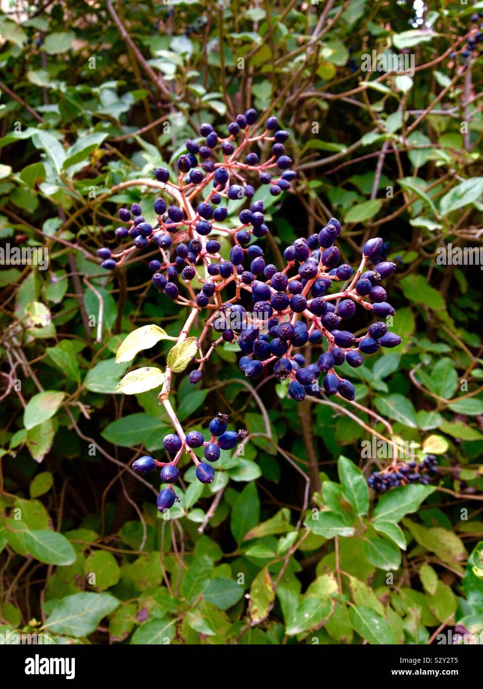 Mature bushes hi-res stock photography and images - Alamy