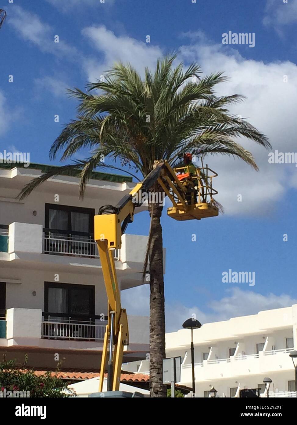 Palm Tree Maintenance High Resolution Stock Photography and Images - Alamy