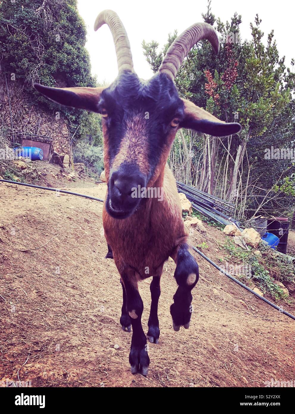 Goat funny face High Resolution Stock Photography and Images - Alamy