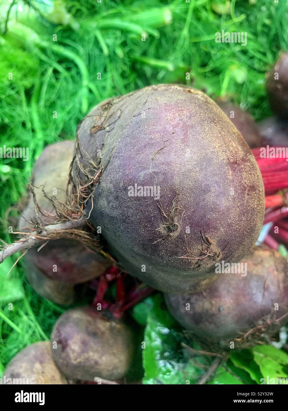 Tasty delicious fresh hi-res stock photography and images - Alamy