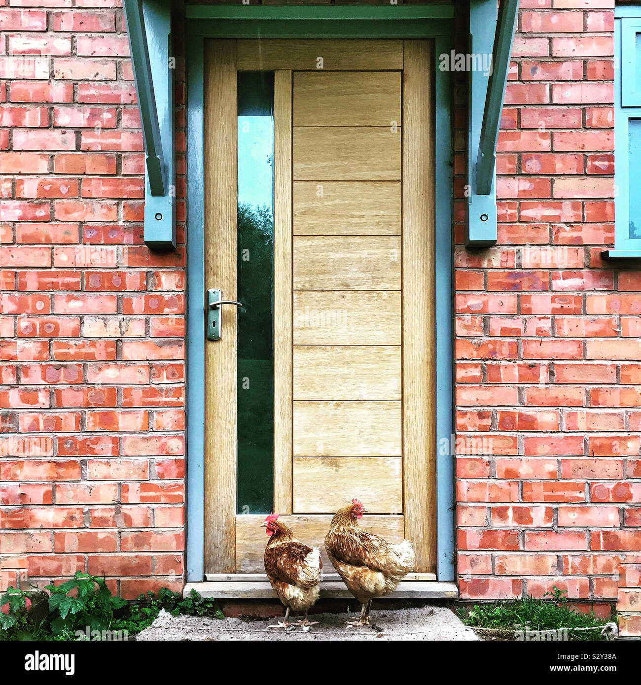 Chickens at the door Stock Photo - Alamy