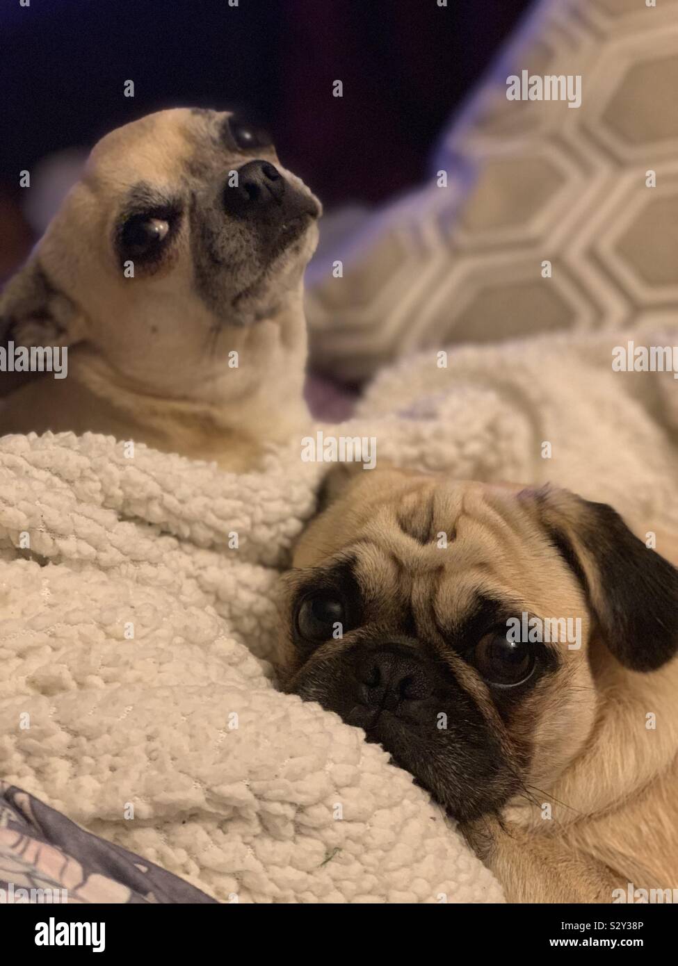 Two sleepy pug type dogs Stock Photo - Alamy