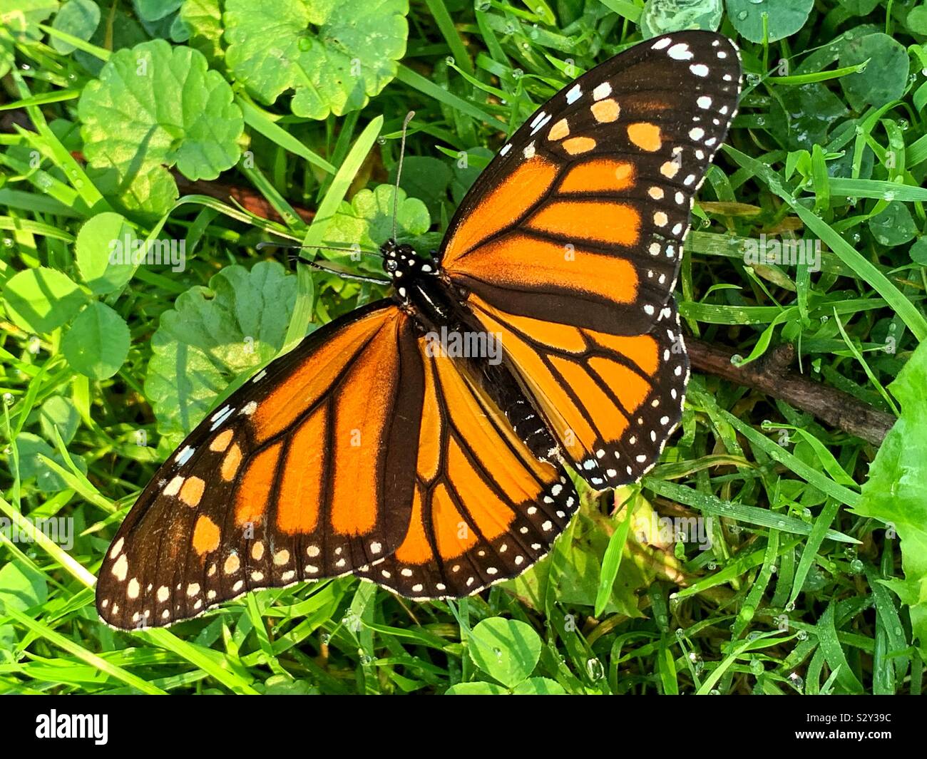 Orange monarch danaus plexippus smartphone stock photos and images - Alamy