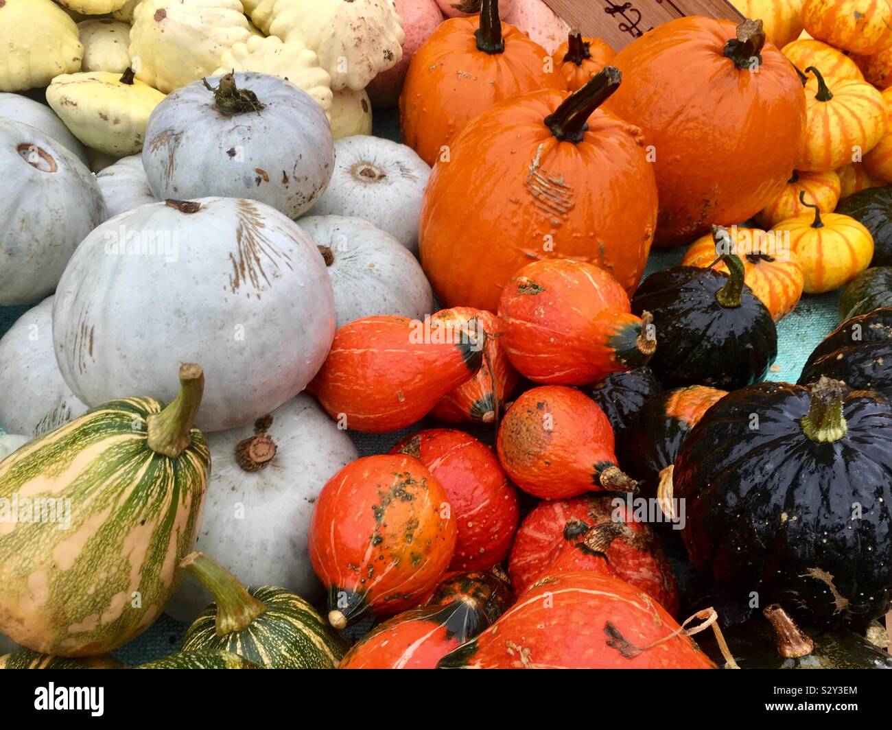 Striped pumpkins hi-res stock photography and images - Alamy