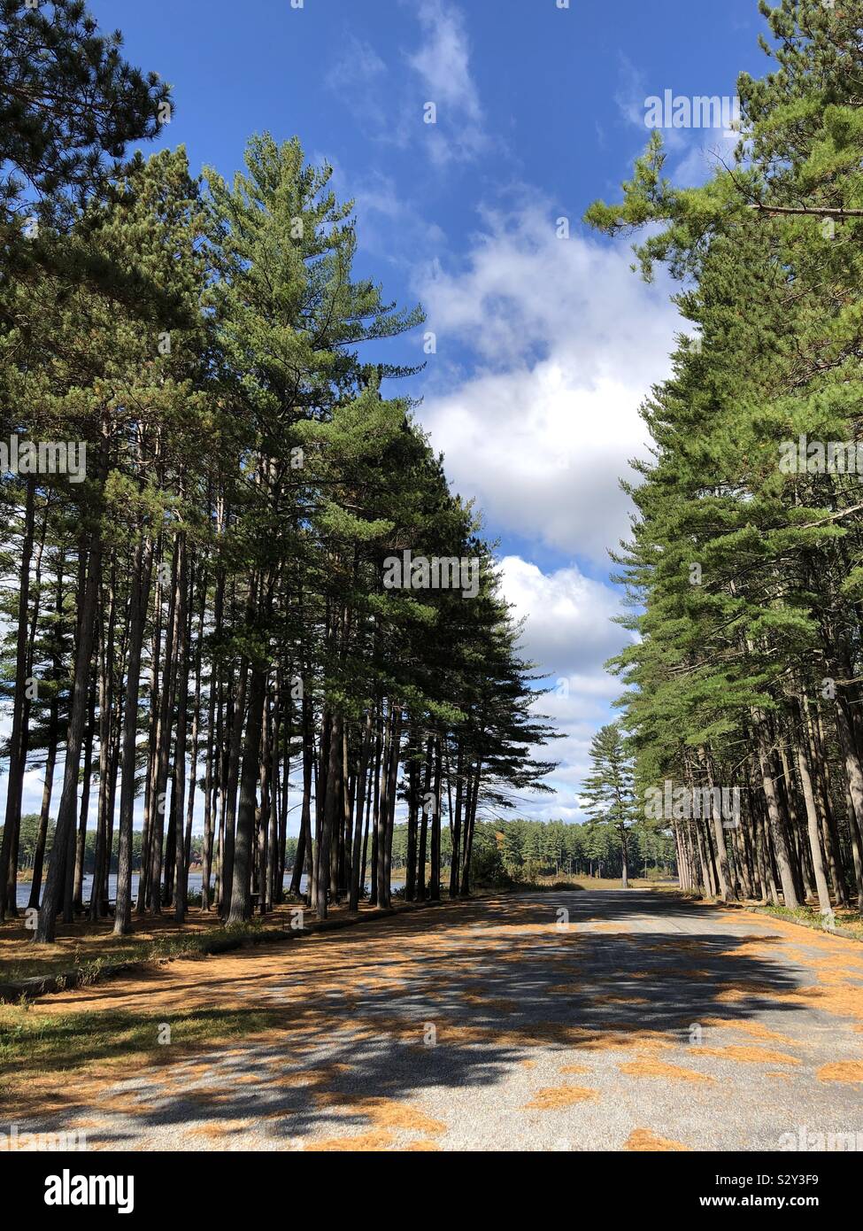 Pathway through the tall thin green pine trees Stock Photo - Alamy
