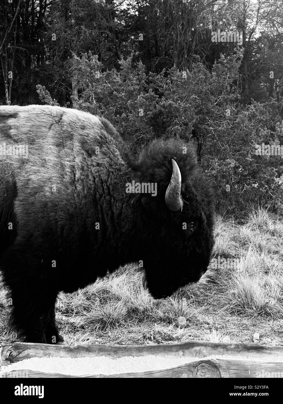 Buffalo black and white hi-res stock photography and images - Alamy