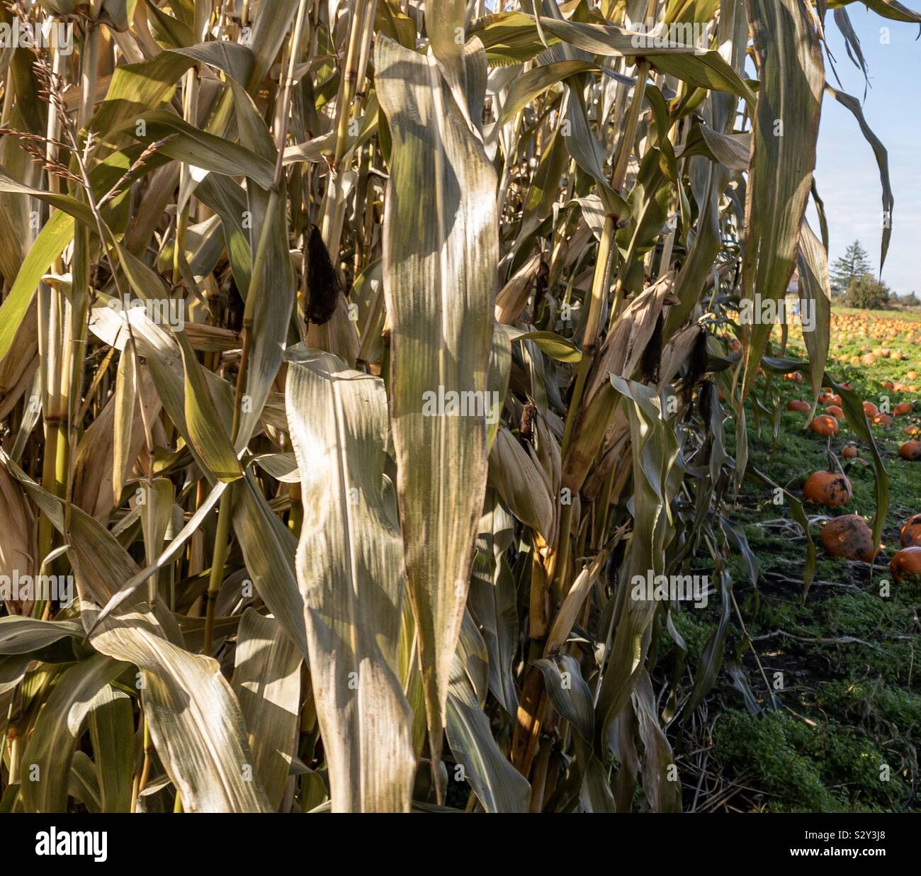 Edge of the corn field Stock Photo - Alamy