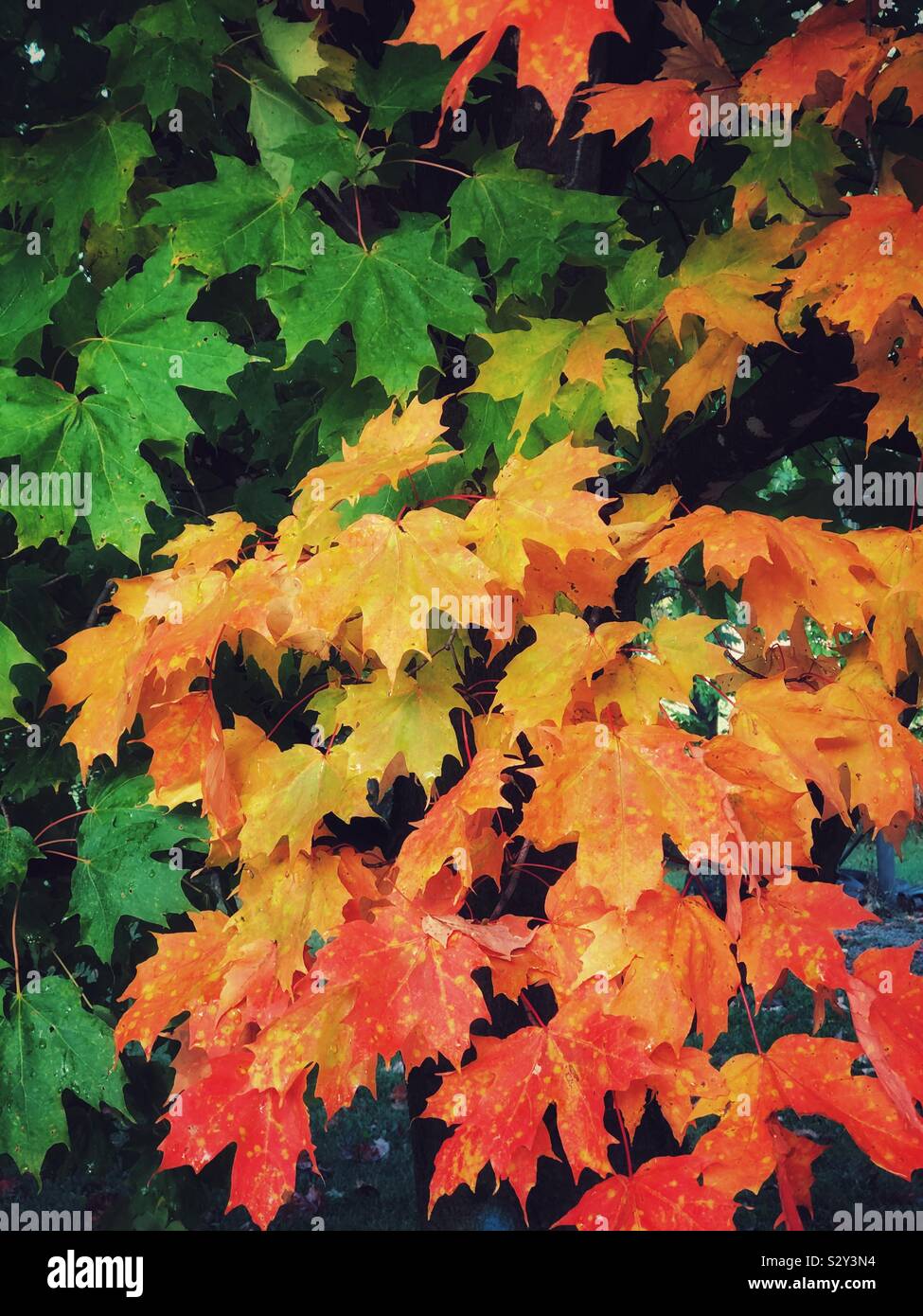 Leaves of a maple tree in various stages of changing to autumn colours ...