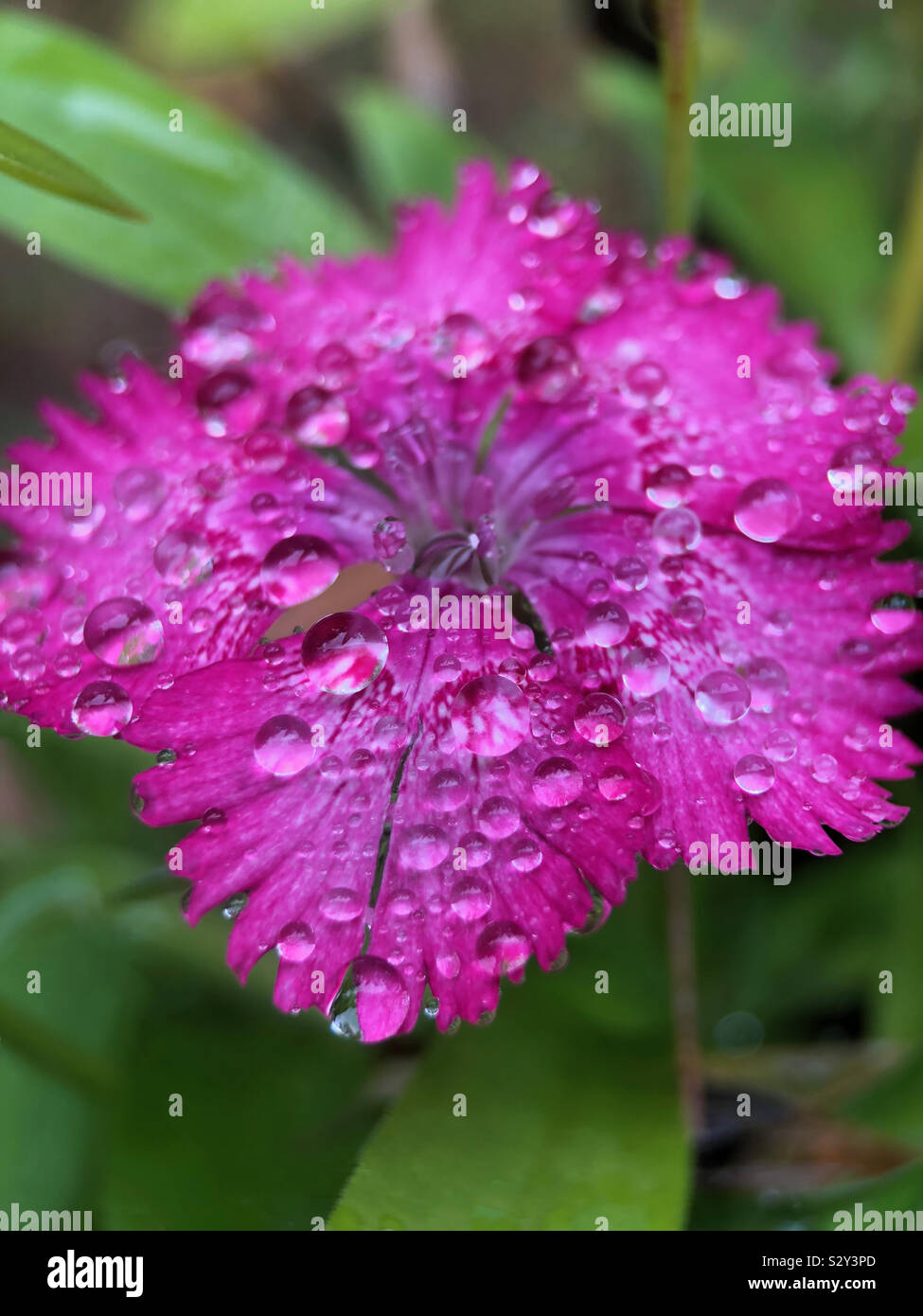 Water droplets on purple flower Stock Photo - Alamy