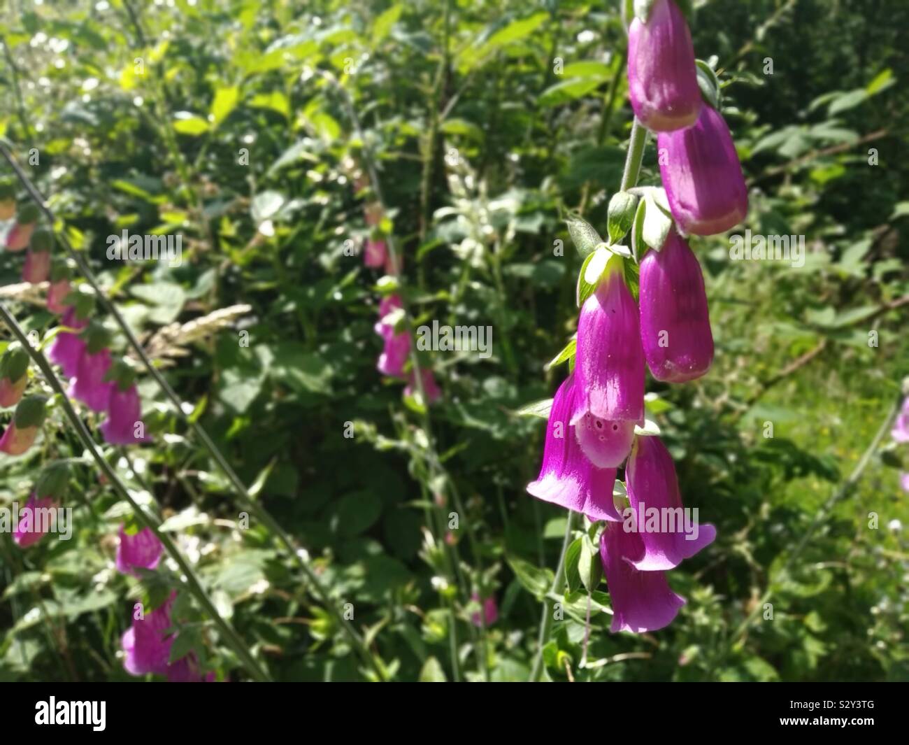 Pink bell flowers hi-res stock photography and images - Alamy