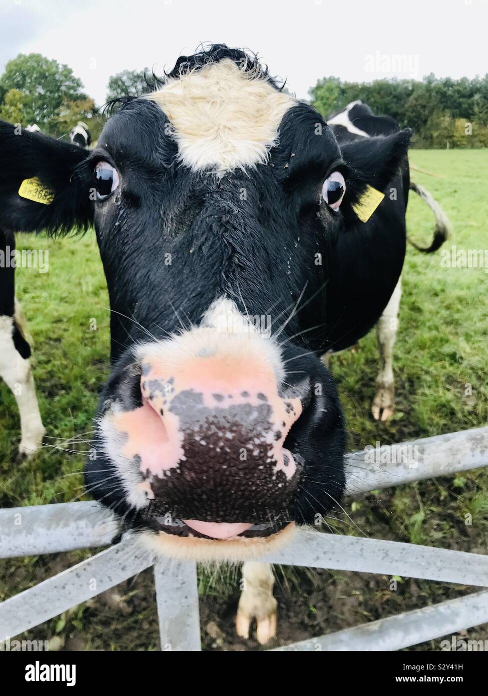 Funny Cow Face