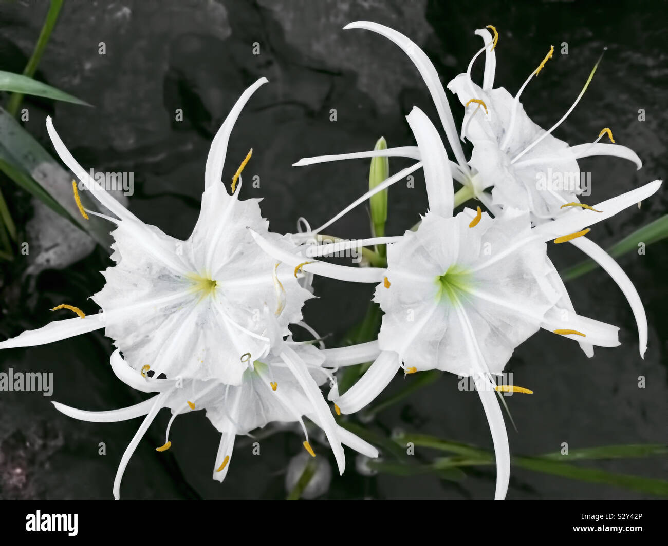 The rare and endangered Shoals Spider Lily flowers growing at Flat ...
