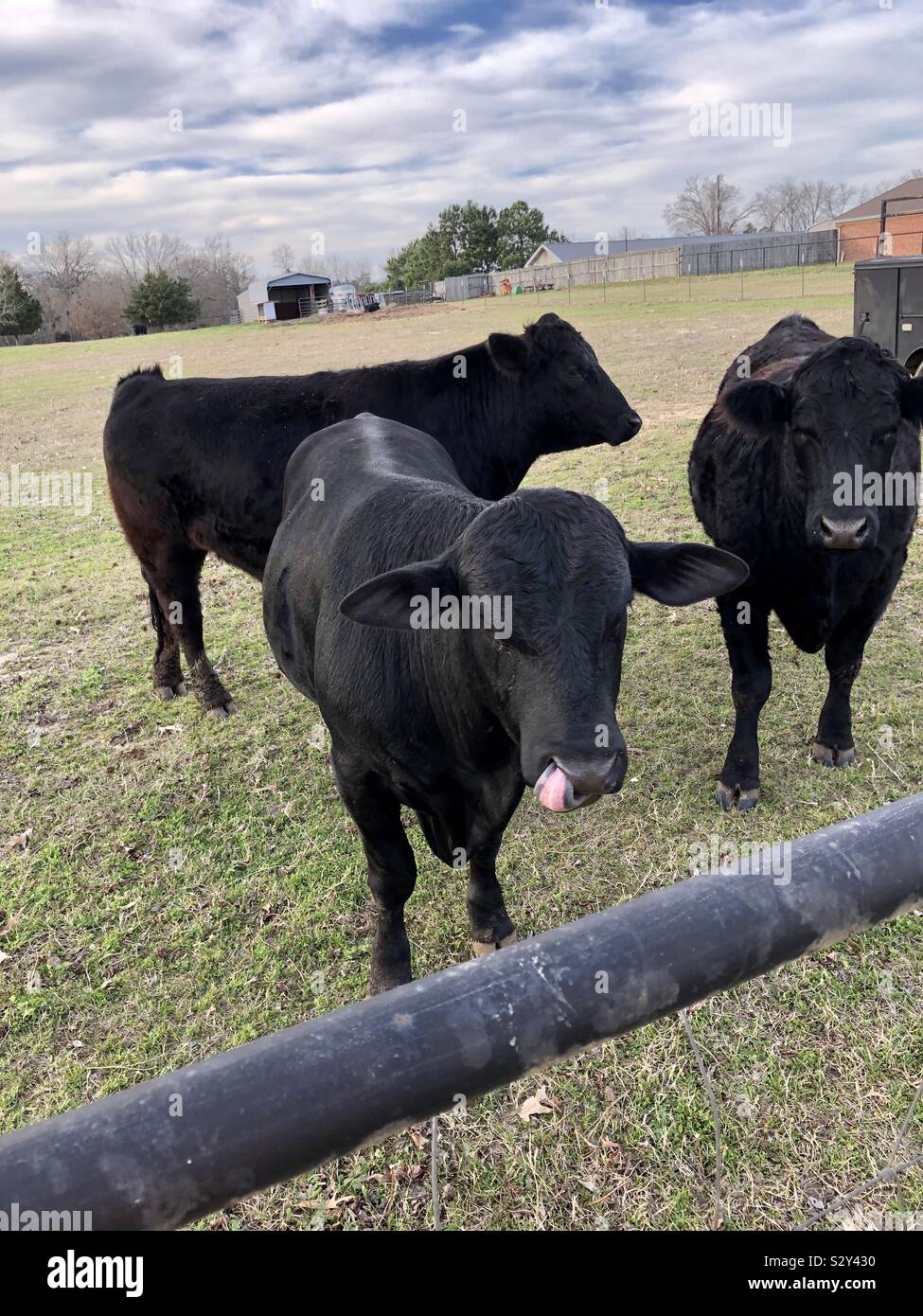 Cow life hi-res stock photography and images - Alamy