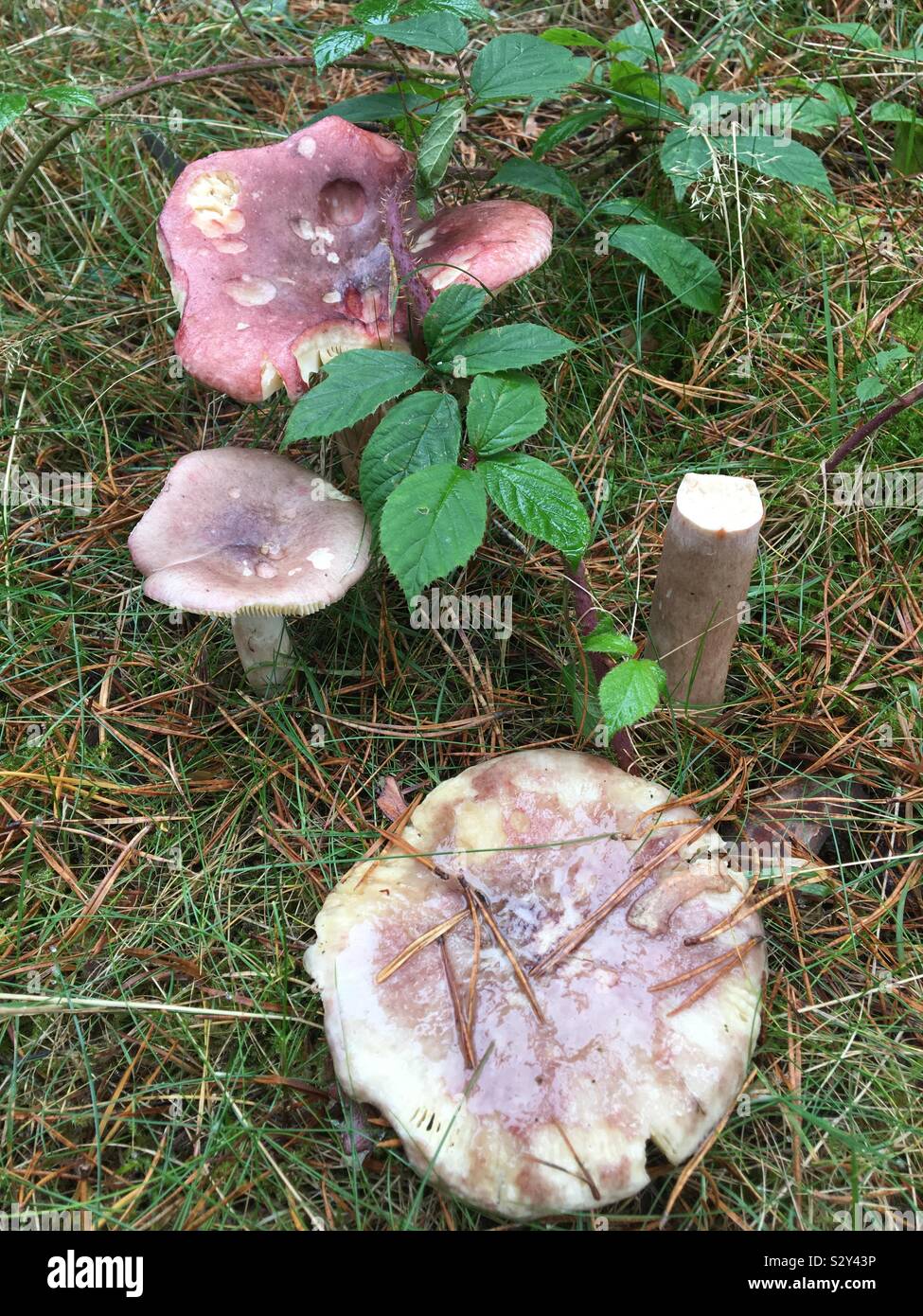 Woodland toadstools hi-res stock photography and images - Alamy