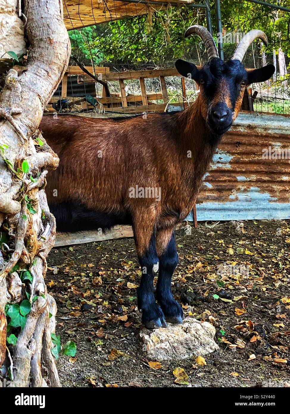 Goat on farm, France. October 2019 Stock Photo - Alamy