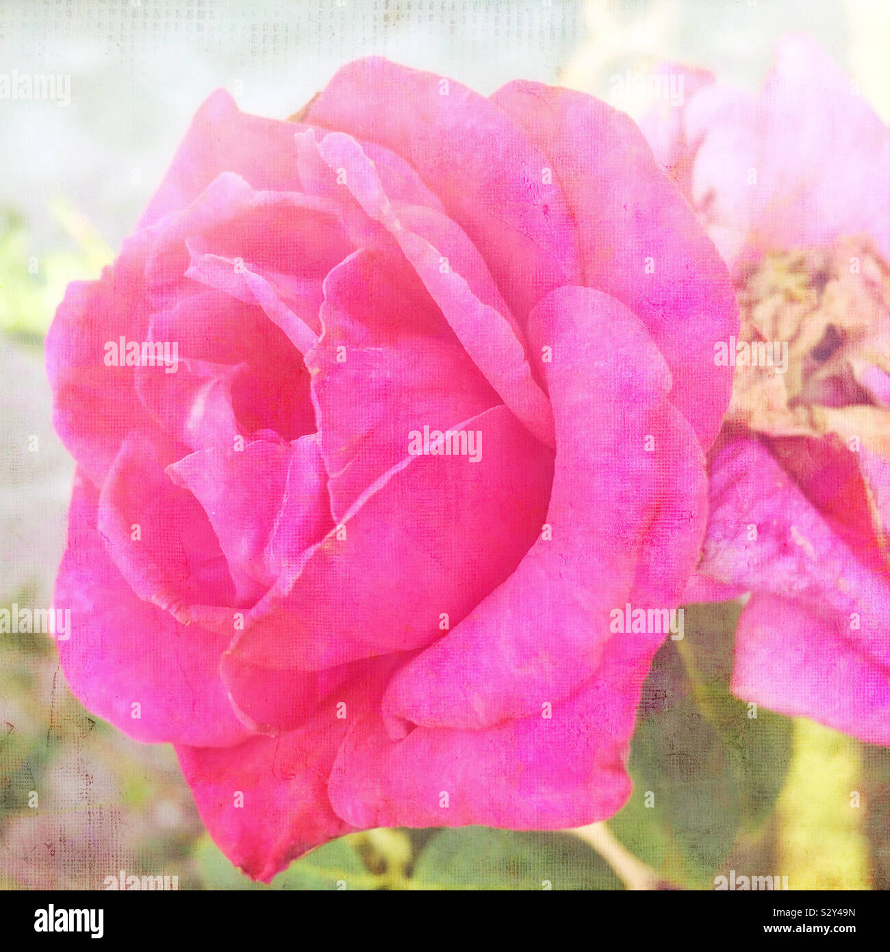 One pink hi-res stock photography and images - Alamy