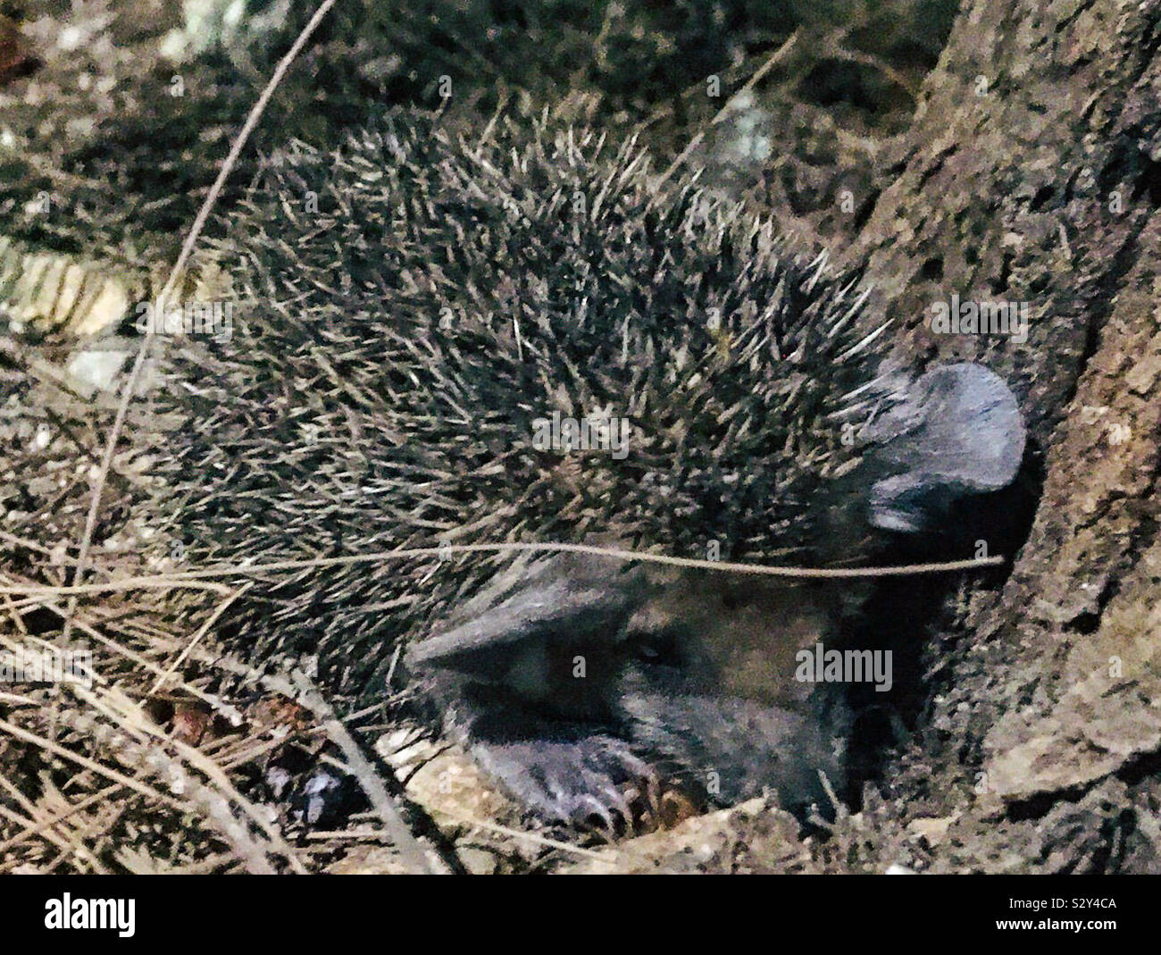 Cyprus hedgehog hi-res stock photography and images - Alamy