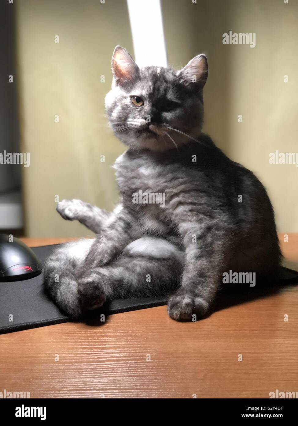 Cat in table Stock Photo - Alamy