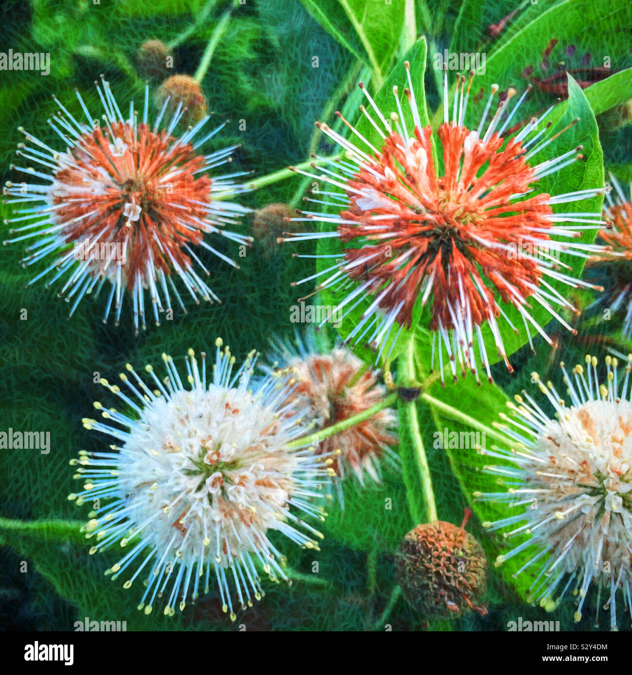 Buttonbush red hi-res stock photography and images - Alamy