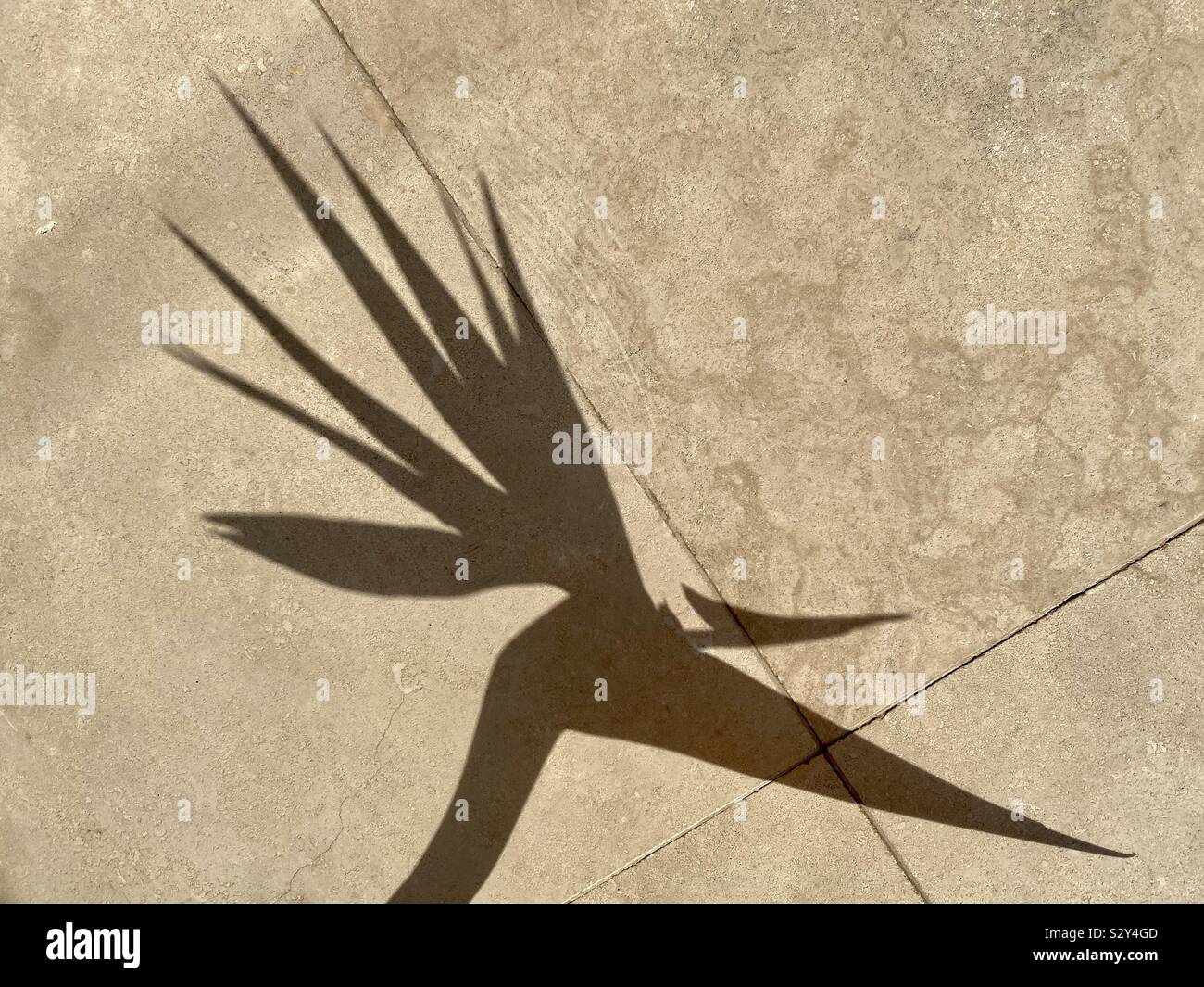 Large shadow of a bird of paradise bloom on outdoor tiled floor Stock ...